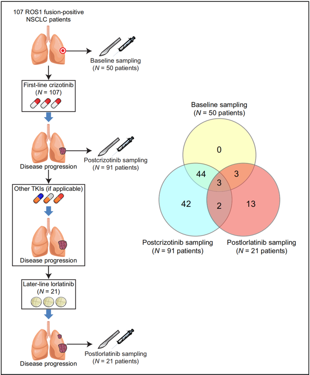 【IF 9.3】世和携手王佳蕾教授：全面揭示ROS1+NSCLC靶向治疗耐药机制 - 世和基因