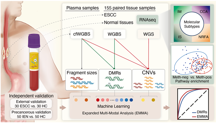 【Nature Comms】cfDNA多组学超早期识别食管鳞癌和癌前病变 - 世和基因